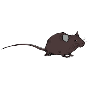 Tibetan Buddhist Calendar